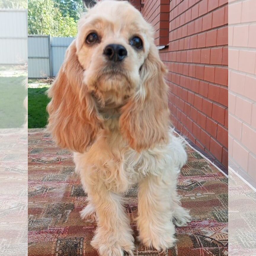 Кокер спаниель американский девочка