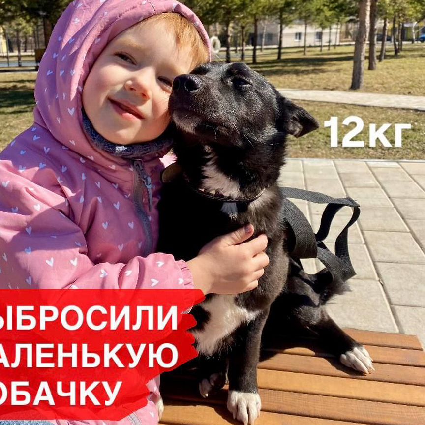 Взрослая собака в добрые руки