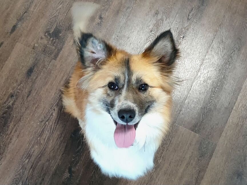 Собака в добрые руки