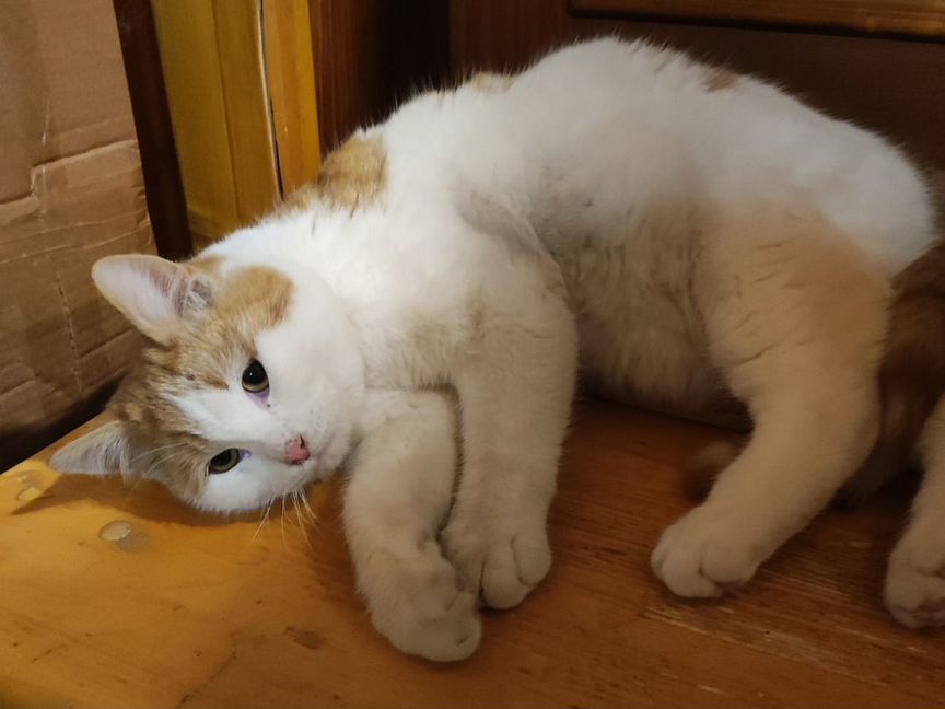 Пухляш-подросток ищет дом