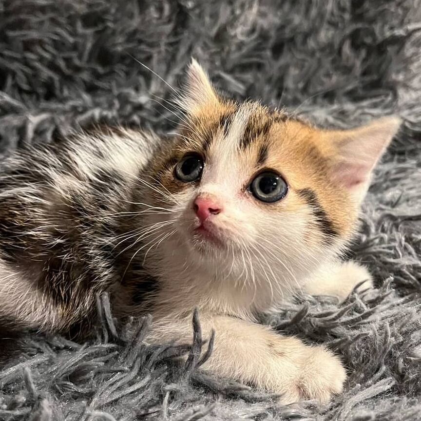 Котёнок в добрые руки