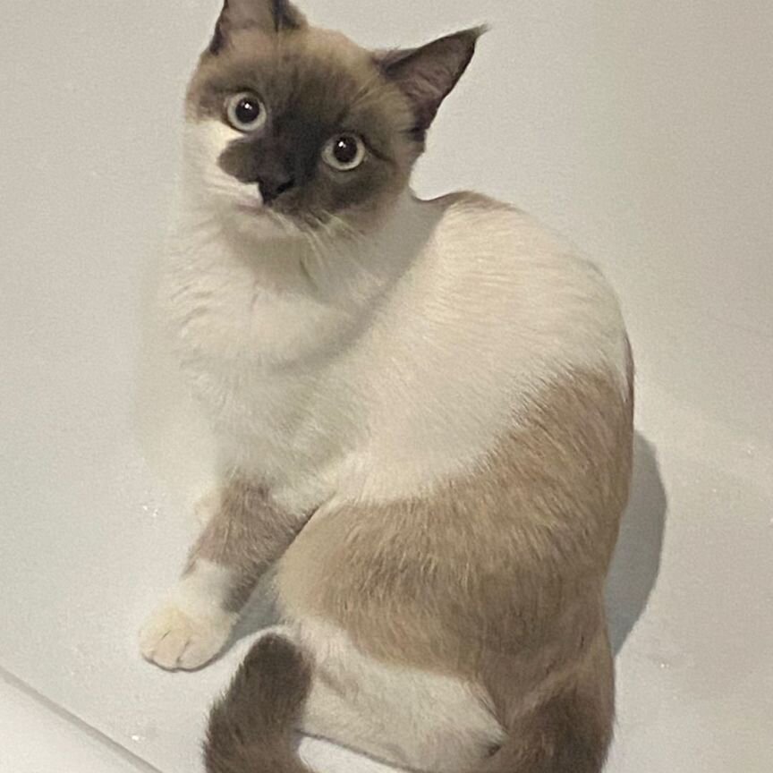 Отдам в добрые руки