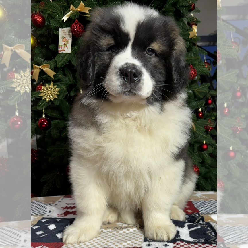 Московская сторожевая, щенок