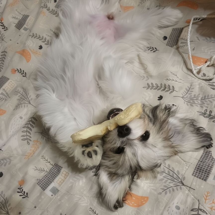 Бишон фризе, щенок