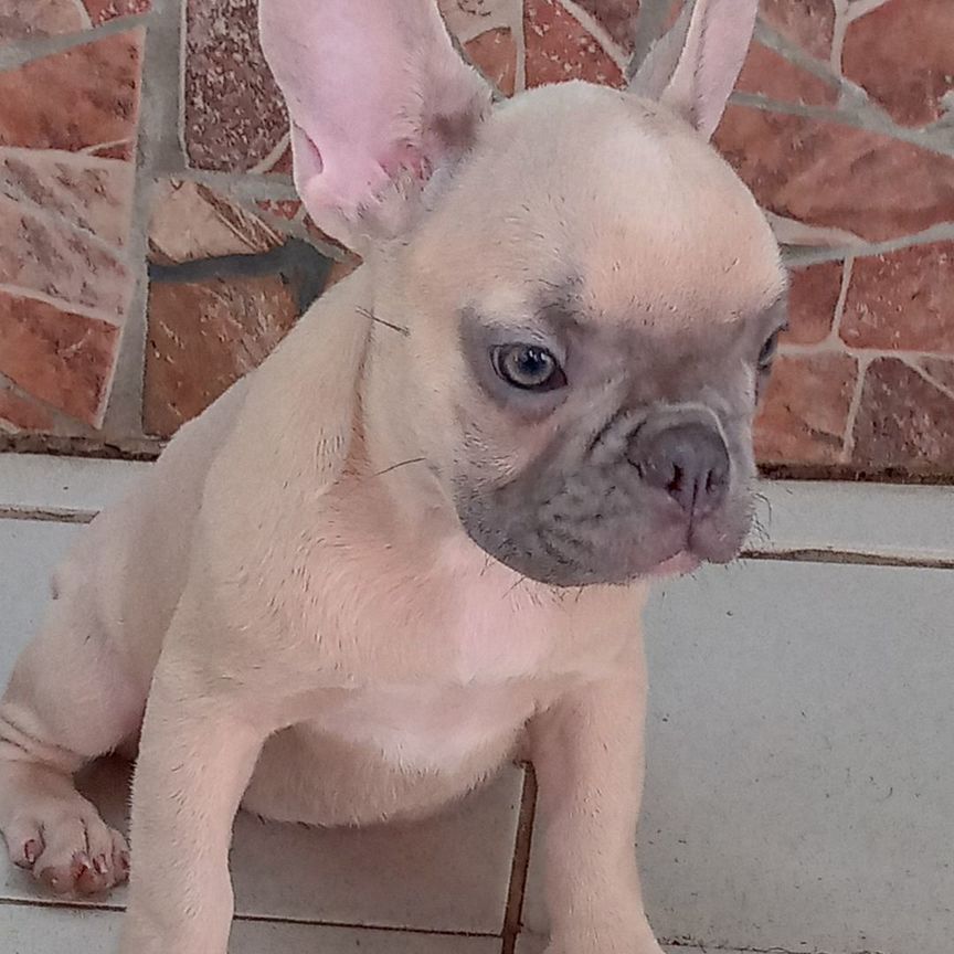 Девочка Хелис 4 мес