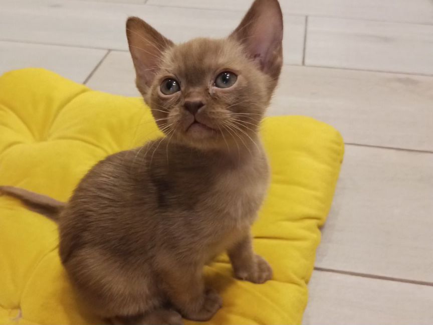 Бурманская малышка