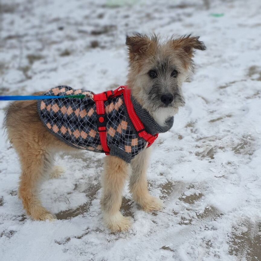 Небольшой мальчик щенок