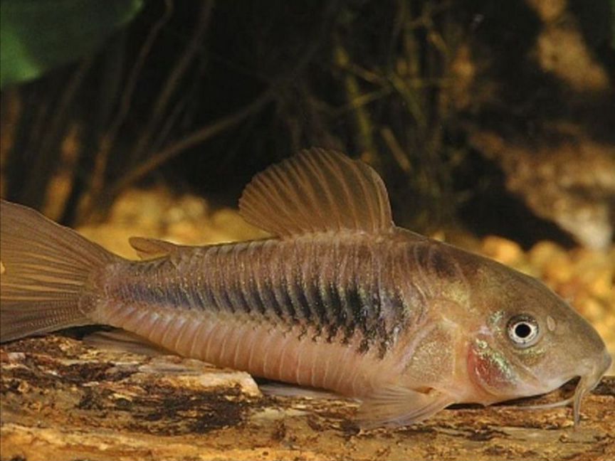 Рыба коридорас золотистый