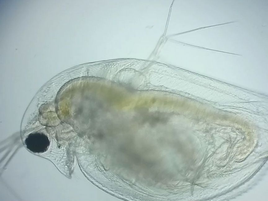 Дафния обыкновенная живая культура (Daphnia pulex)