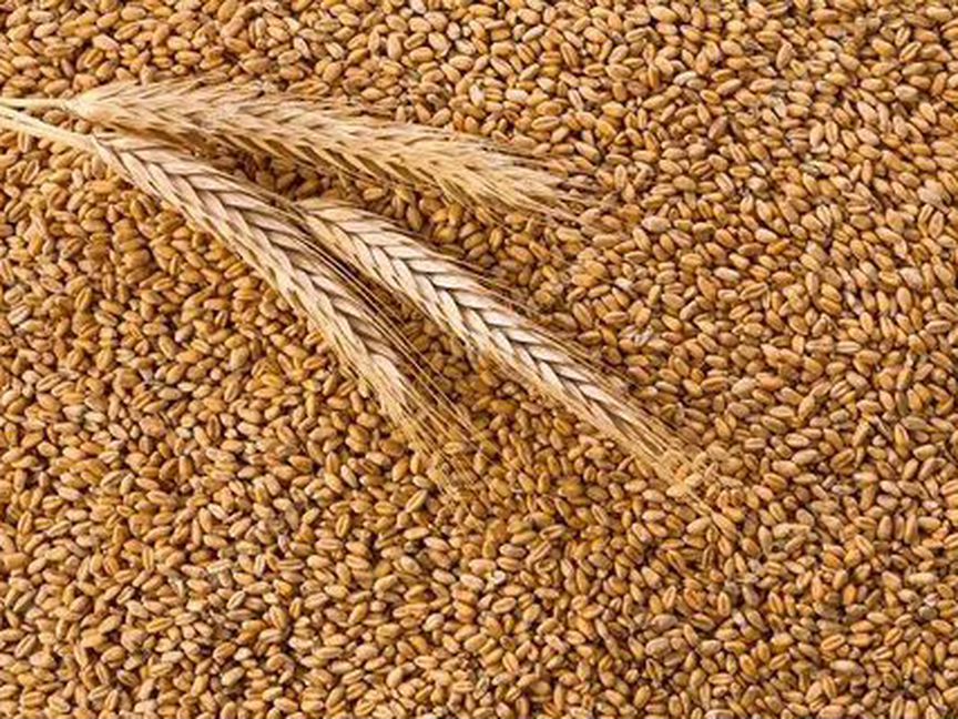 Зерно пшеница