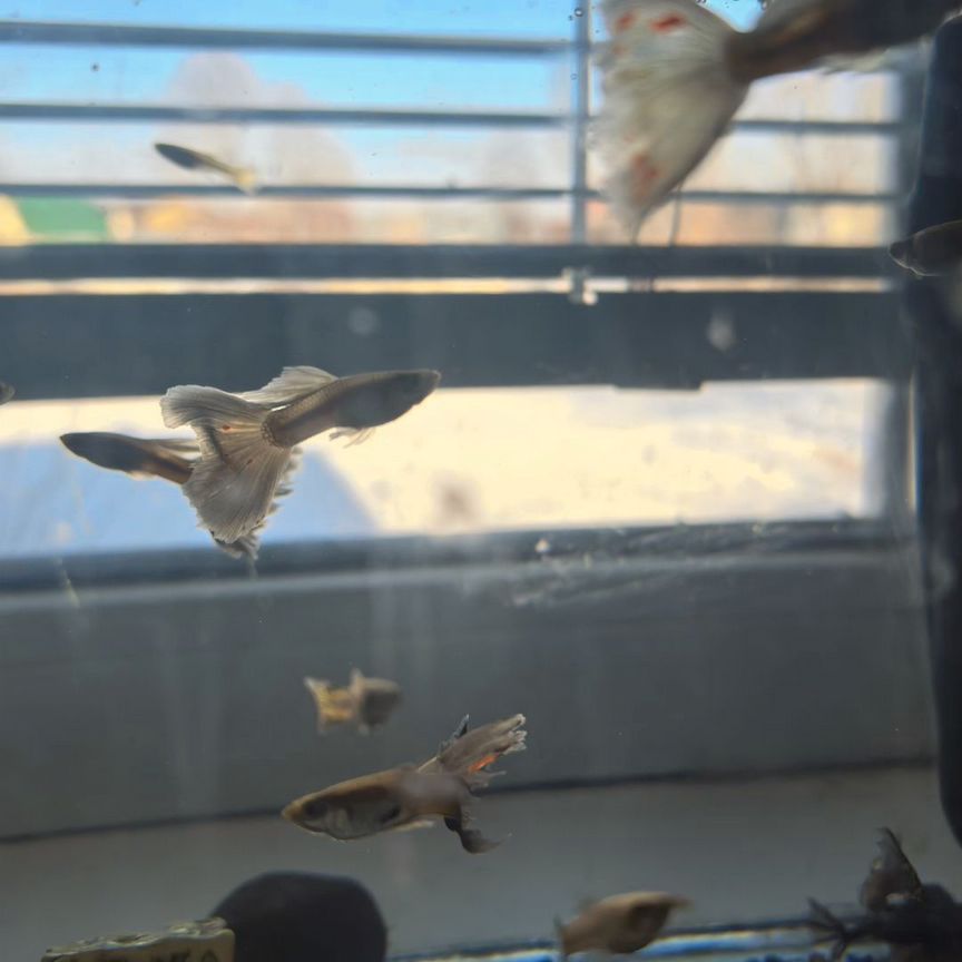 Рыбки гуппи