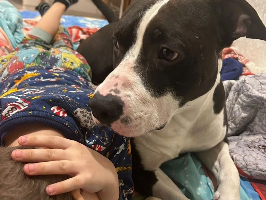 Собака в добрые руки отдам бесплатно