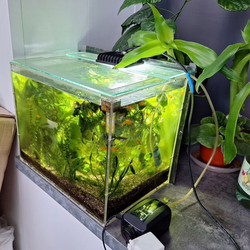 Аквариум 27 литров растения рыба