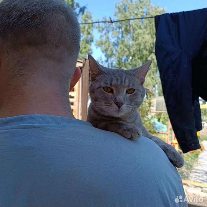 Продам британскую кошку