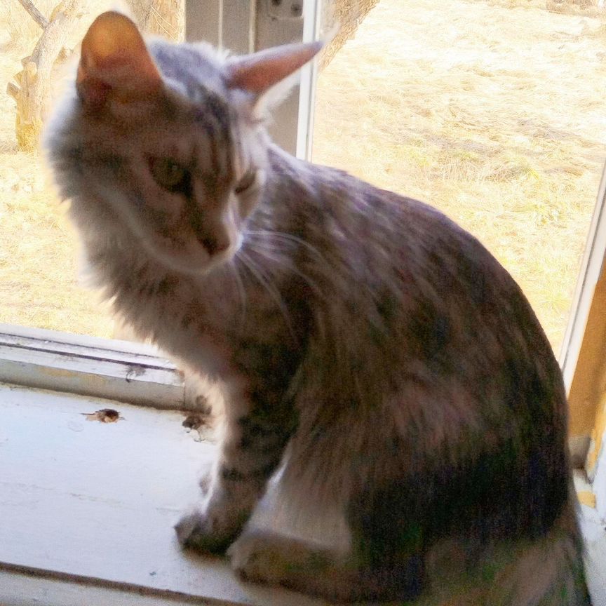 Мейн-кун кошечка отдам