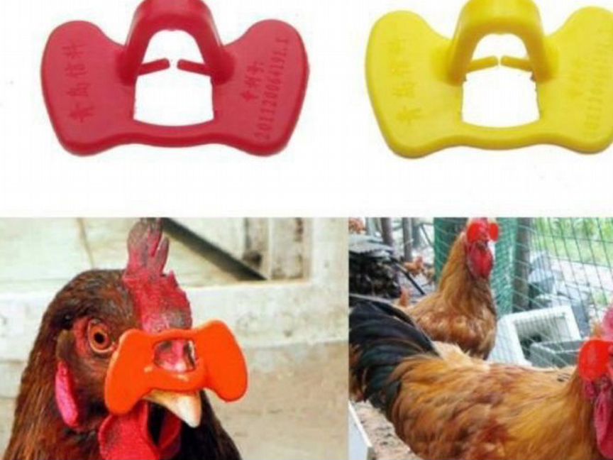 Очки от расклева птицы