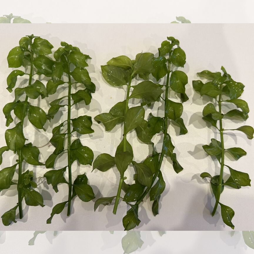 Людвигия зелёная