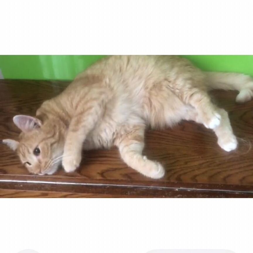 Коты в добрые руки