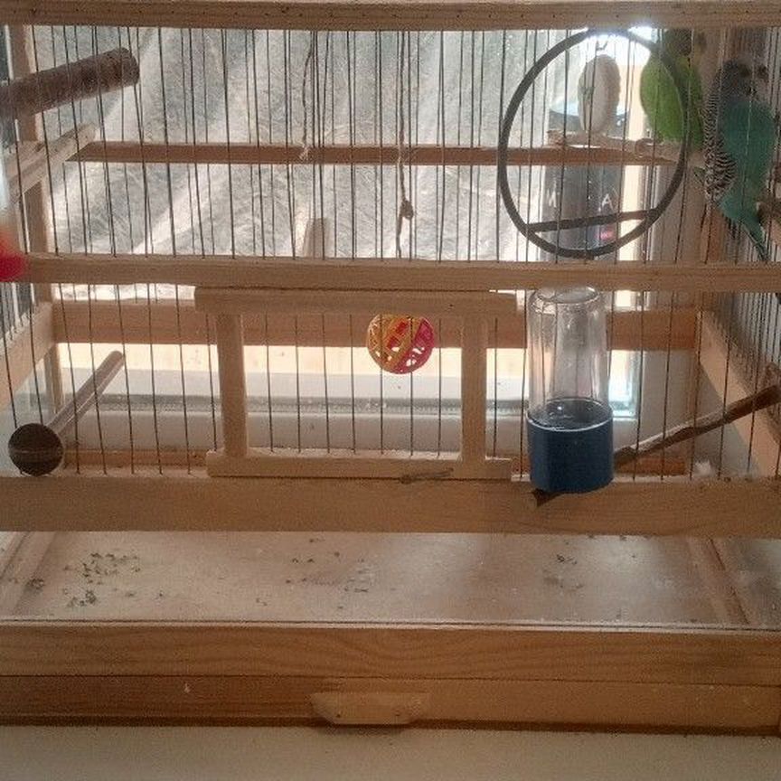 Попугай волнистый зеленый и клетка