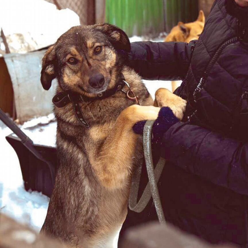 Жизнерадостная собака Челси в поисках семьи
