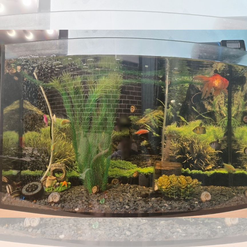 Аквариум с рыбками
