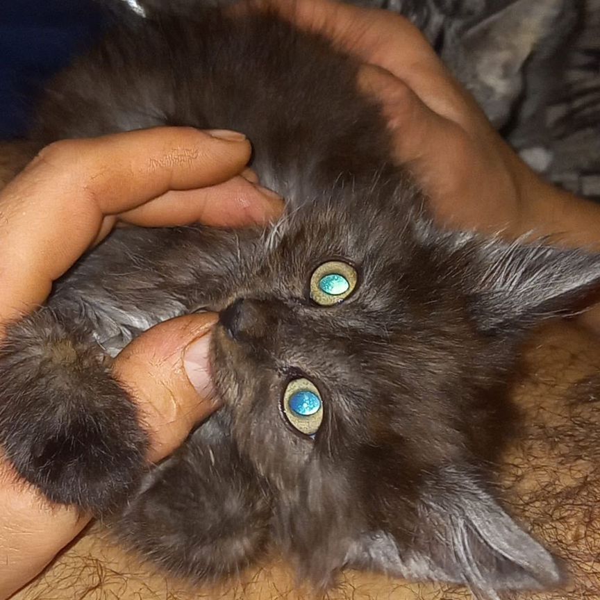 Котенок- домовёнок ищет дом