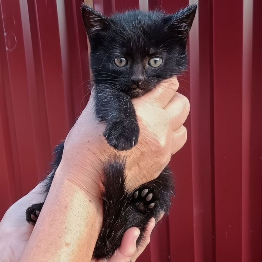 Котёнок в добрые руки