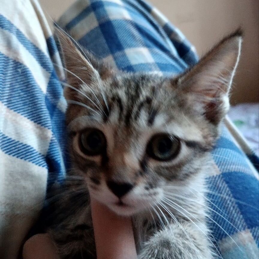 Котик в добрые руки
