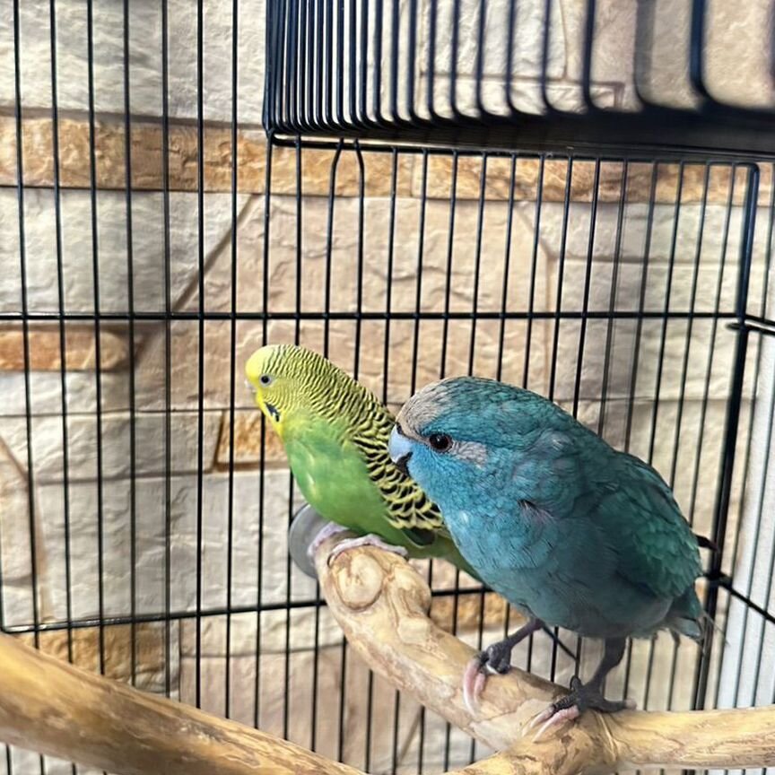 Попугай волнистый и какарик