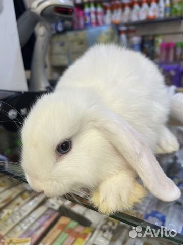 Вислоухие крольчата