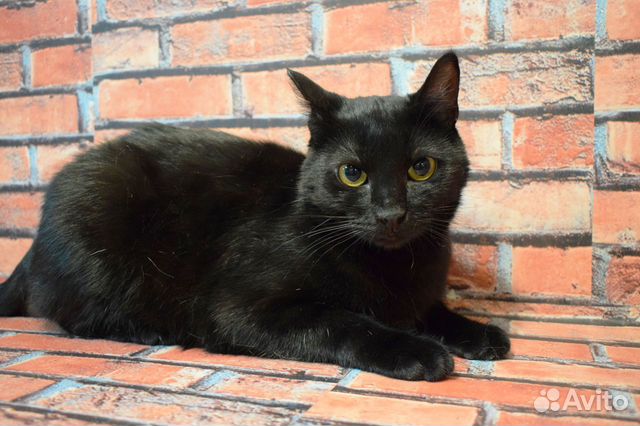 Котик Пончик 1,5 года