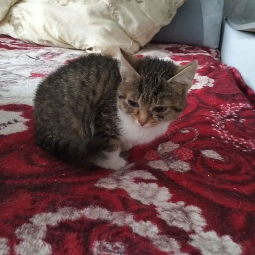 Котёнок в добрые руки