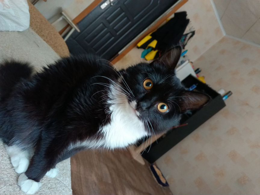 Котенок полгода