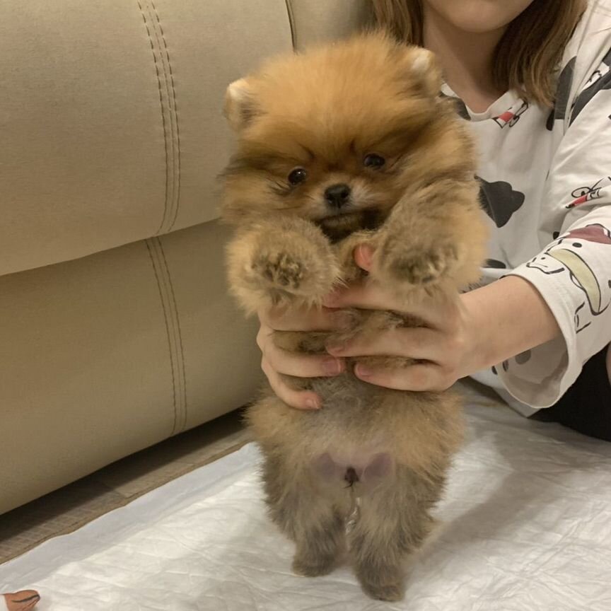 Померанский шпиц, щенок