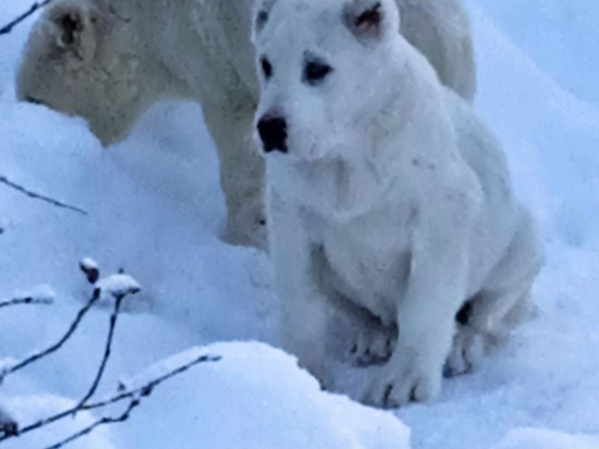 Среднеазиатская овчарка