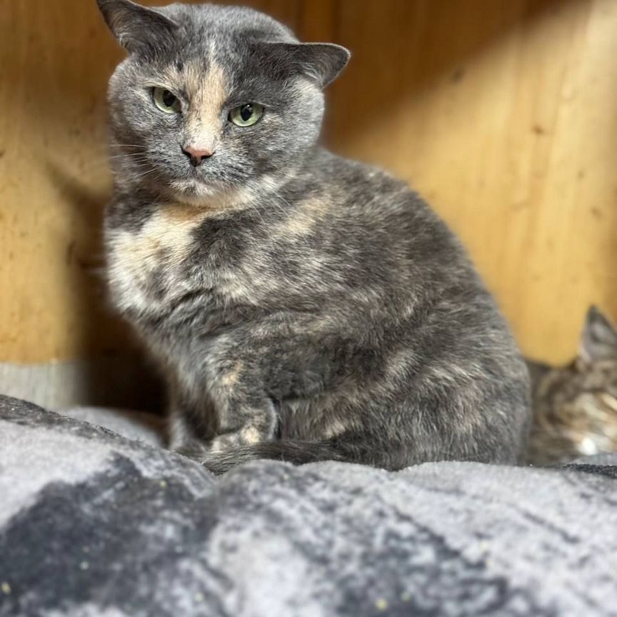 Взрослая, Девочка кошка в добрые руки