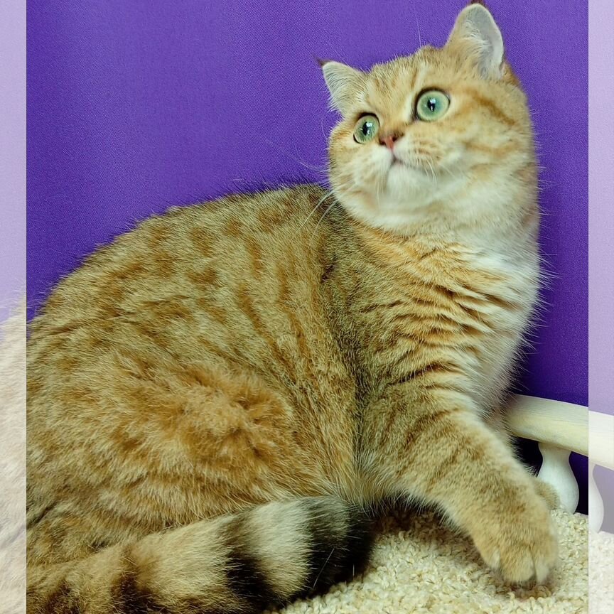 Шотландский прямоухий короткошёрстный котёнок