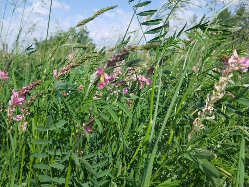 Сено в рулонах