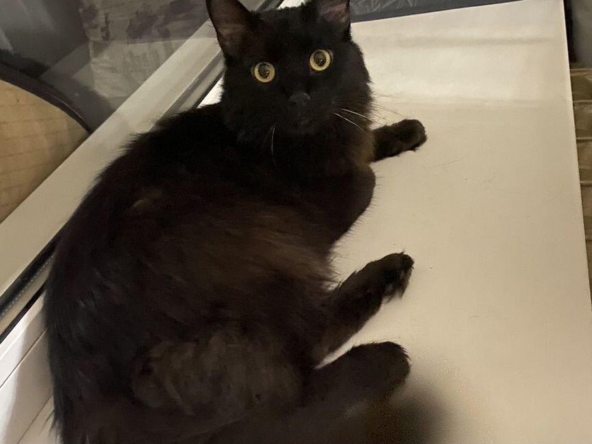 Котик 1,5 года