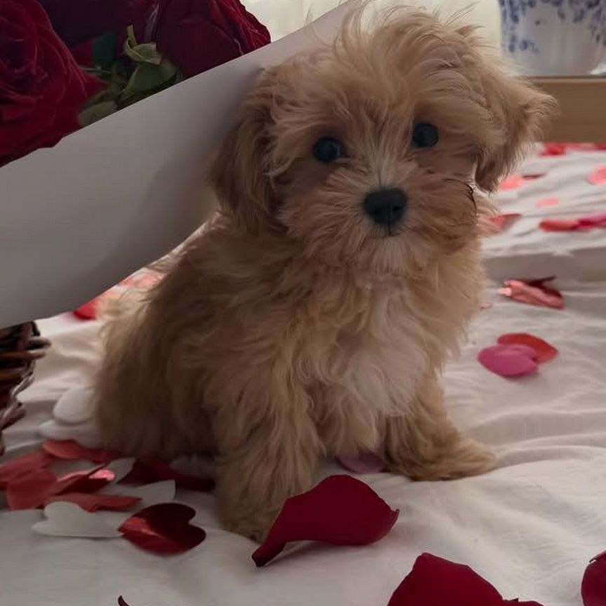 Мальтипу, щенок