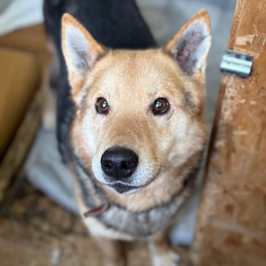 Взрослый пёс в добрые руки