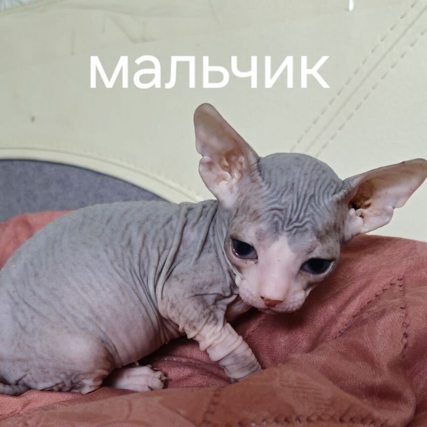 Котята донской сфинкс (резинка)