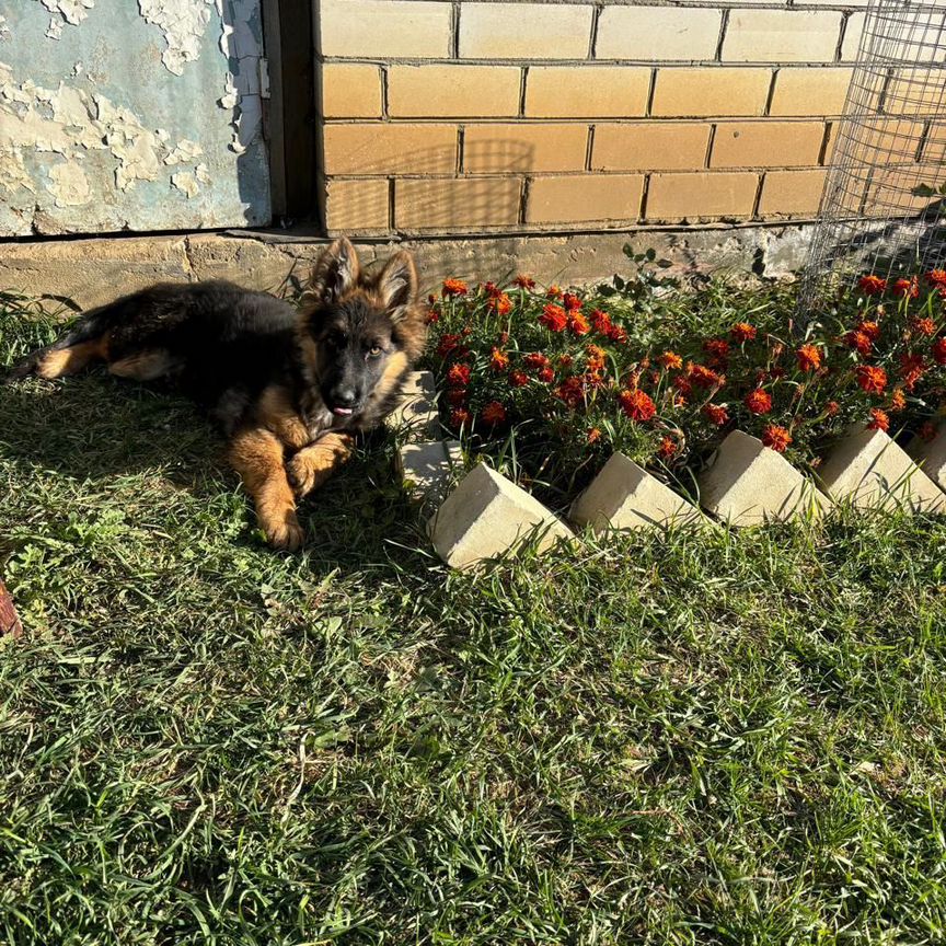 Немецкая овчарка