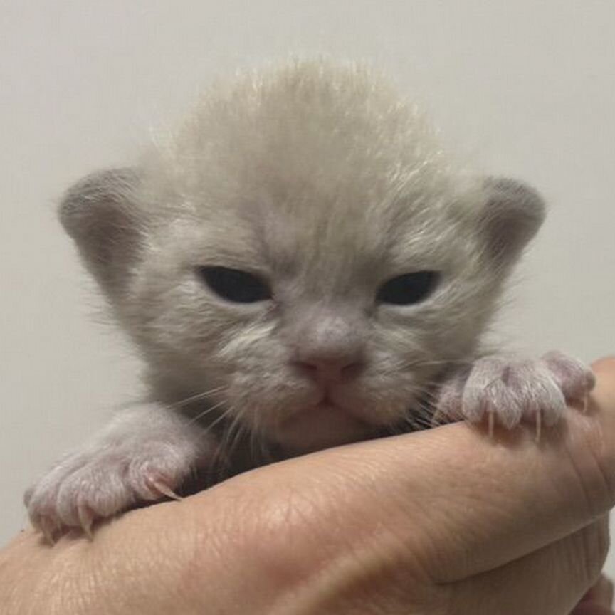 Котята европейской бурмы