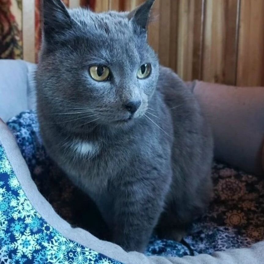 Русская голубая, взрослая кошка из приюта