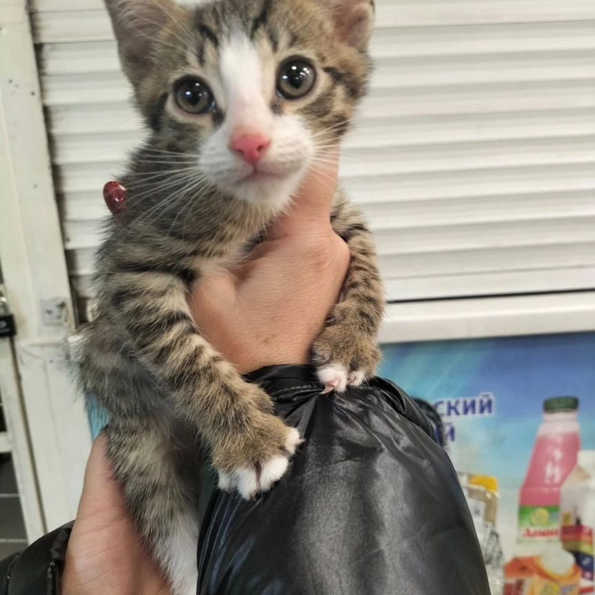 Котята на рынке