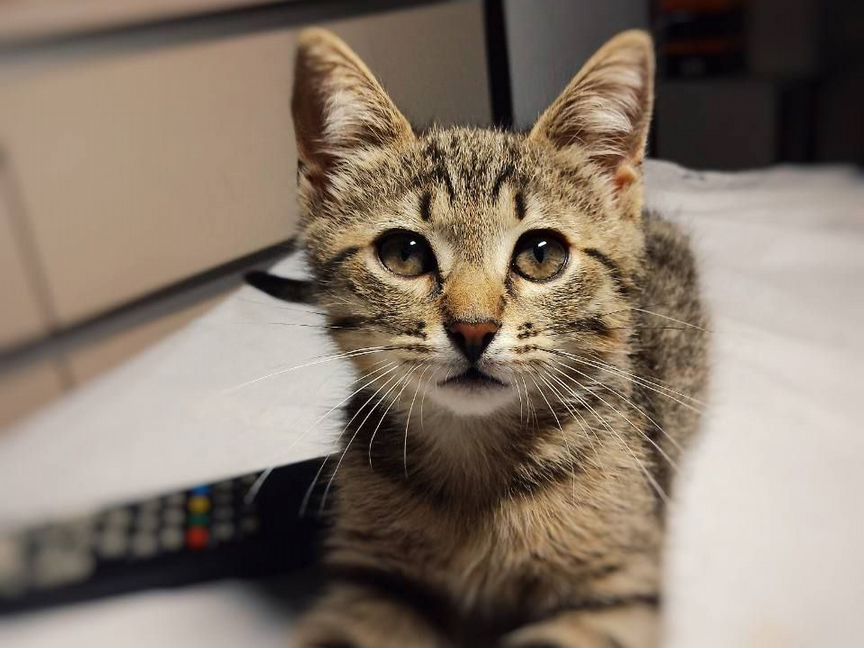 Котенок-тигруля в добрые руки