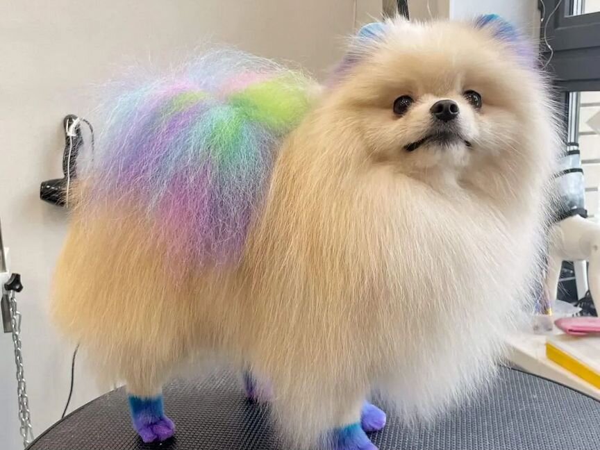 Шпиц вязка