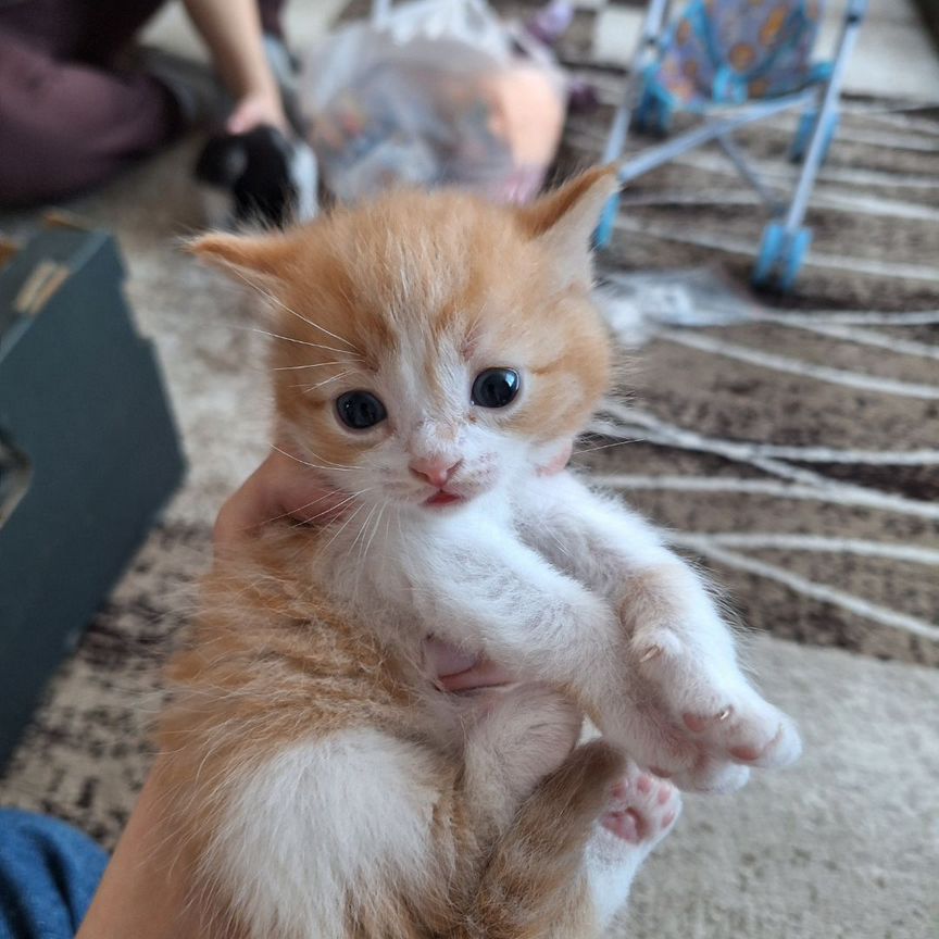 Котята в добрые руки