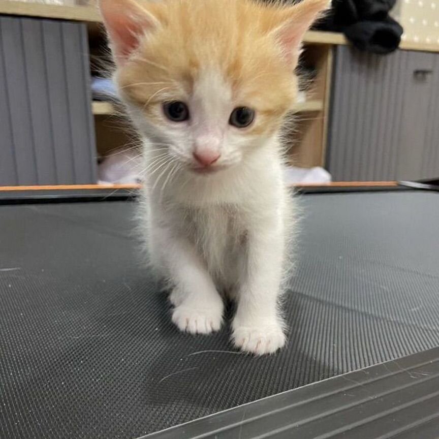 Котятки в добрые руки